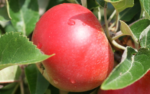 Trained Discovery apple trees for sale