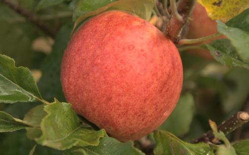 Trained Red Falstaff apple trees for sale