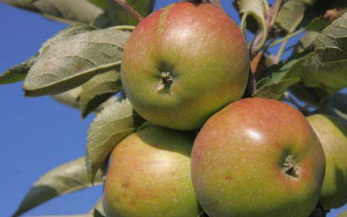 Trained apple trees for sale - espaliers, fans, cordons and more