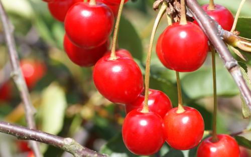 Fan-trained Morello cherry trees for sale
