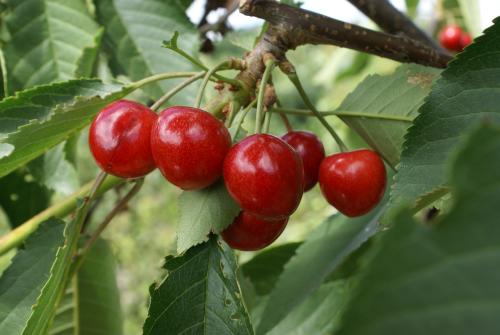 Trained cherry trees for sale - espaliers, fans, cordons and more