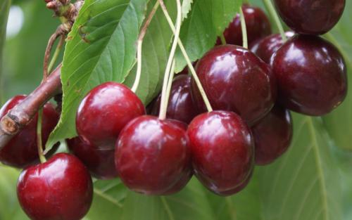 Fan-trained Stella cherry trees for sale