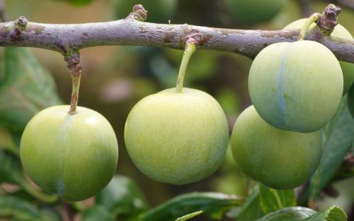 Fan-trained Old Green Gage plum trees for sale