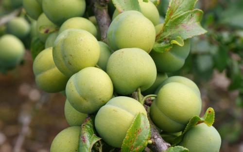 Fan-trained Old Green Gage plum trees for sale