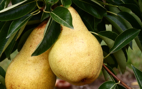 Trained Williams pear trees for sale