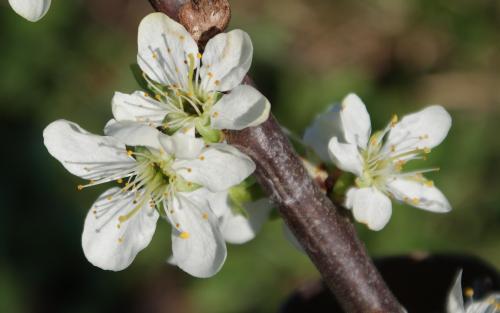 Fan-trained Herman plum trees for sale
