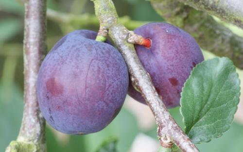 Fan-trained Herman plum trees for sale