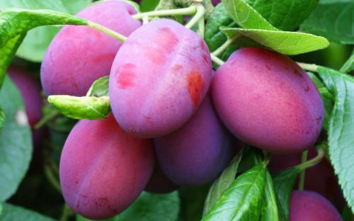 Fan-trained Victoria plum trees for sale