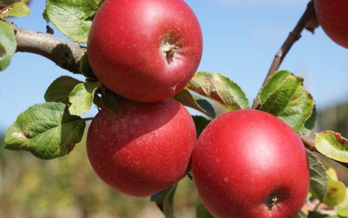Trained Red Windsor apple trees for sale