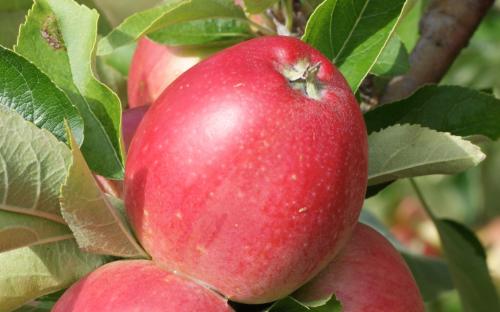 Trained Worcester Pearmain apple trees for sale