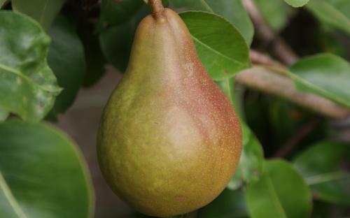 Search our catalogue of trained fruit trees