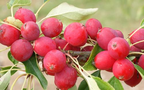 Search our catalogue of trained fruit trees