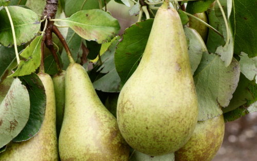 Trained Conference Pear Trees For Sale